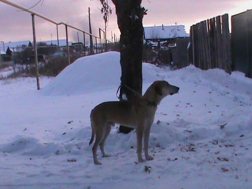 Продажа русских гончих