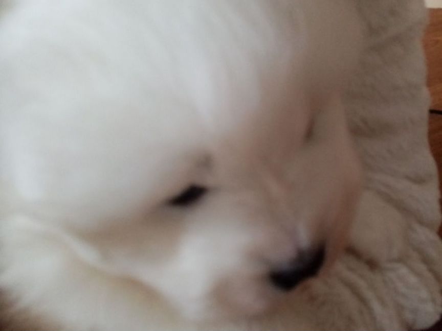 Самоедская лайка