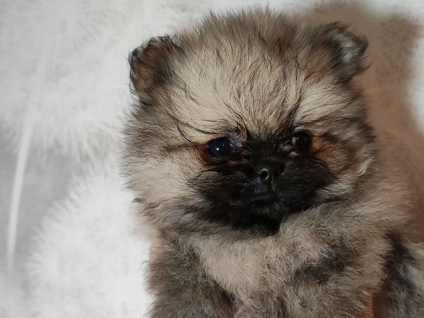 Померанский шпиц
