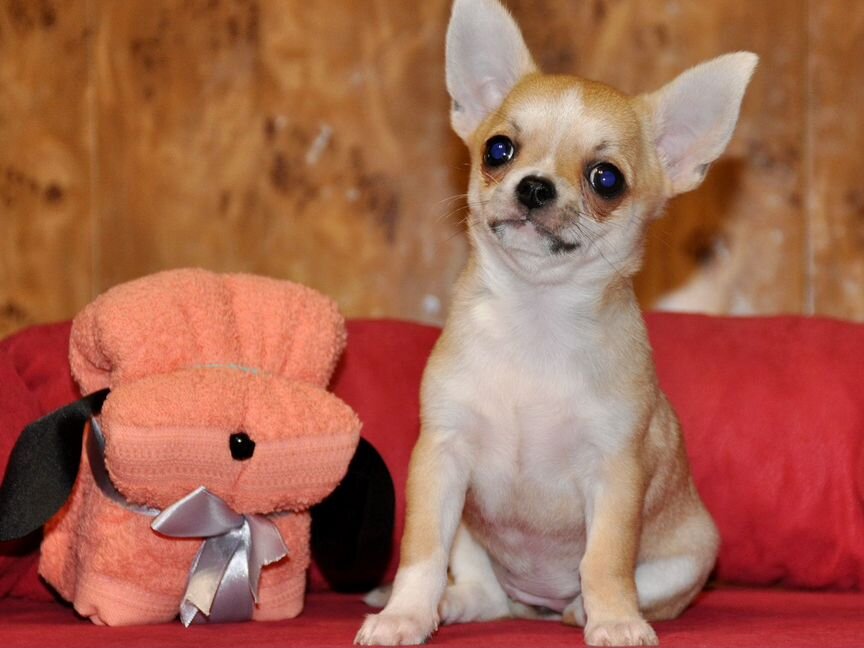 К-ш девочка чихуахуа шоу класса