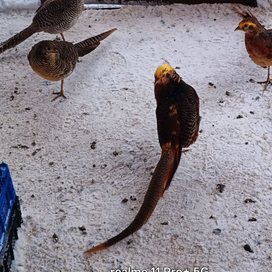 Продаю золотых фазанов красных