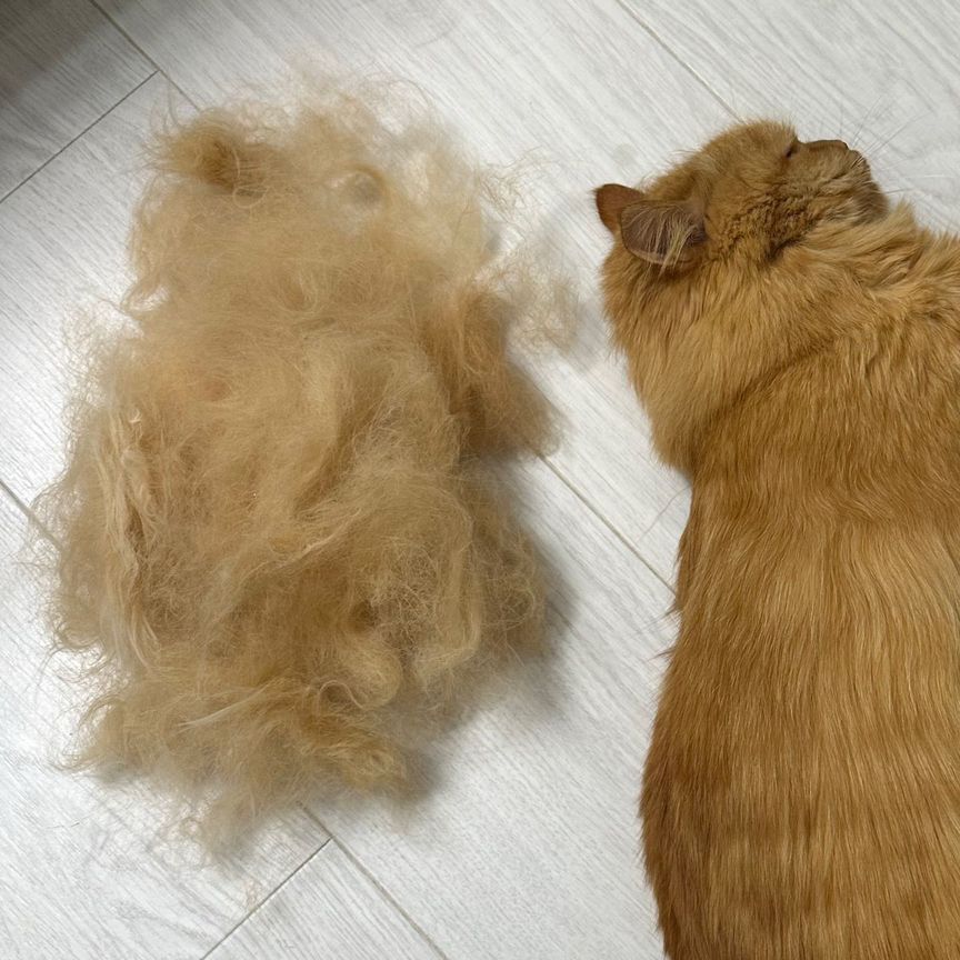 Кошачья шерсть