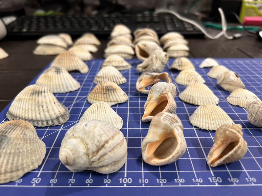 Морские ракушки