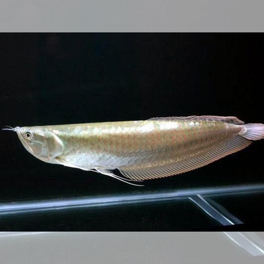 Аквариумные рыбы