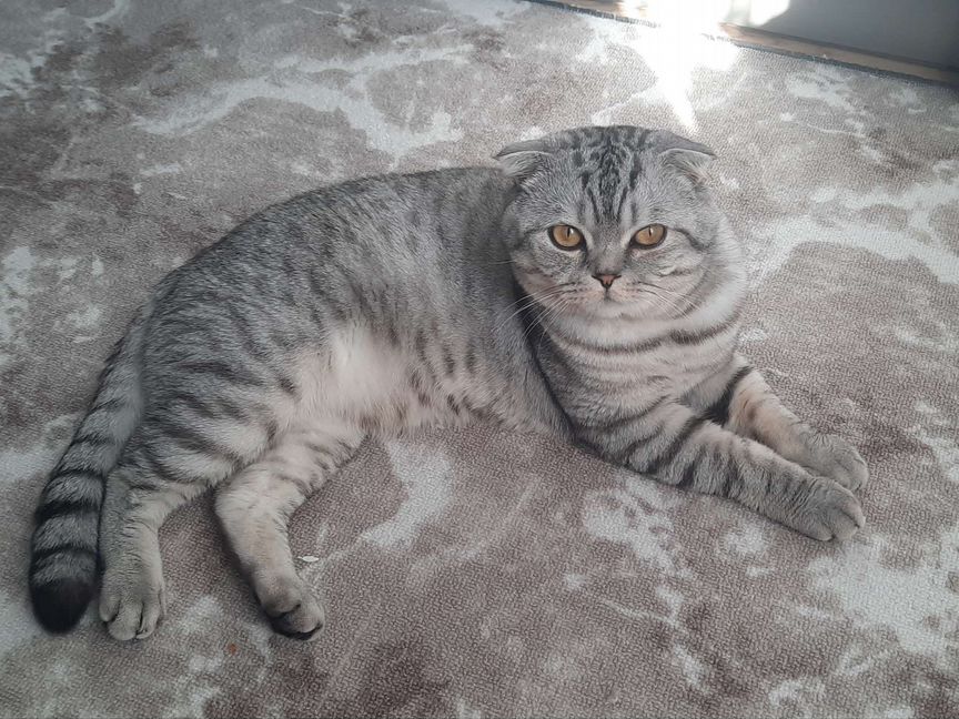 Шотландский кот на вязку