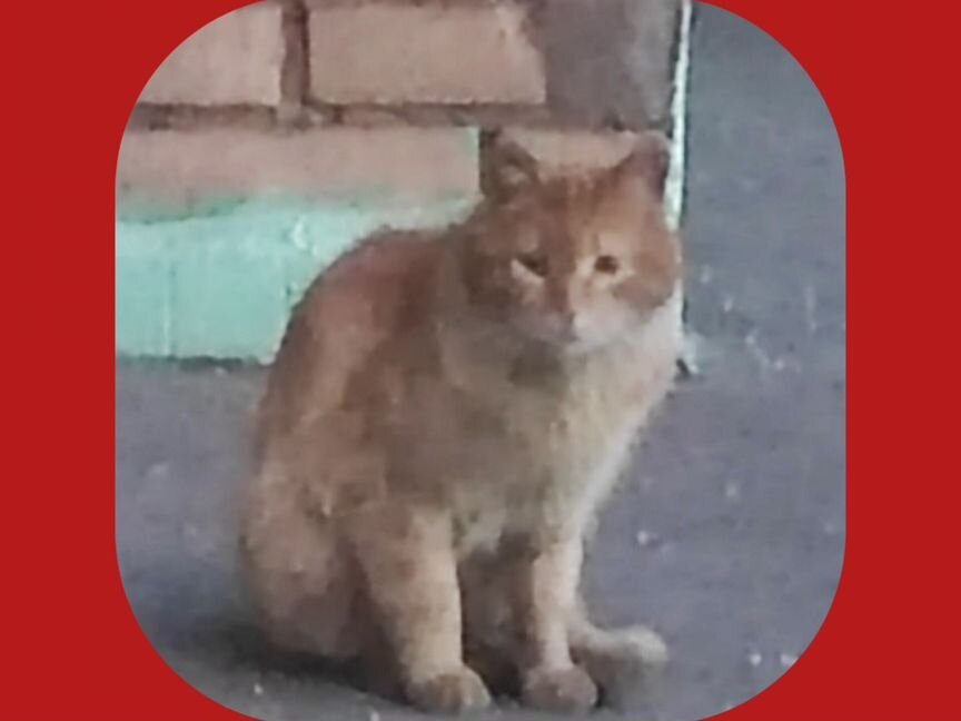 Безумный котик кошечка. Потеряшка москва