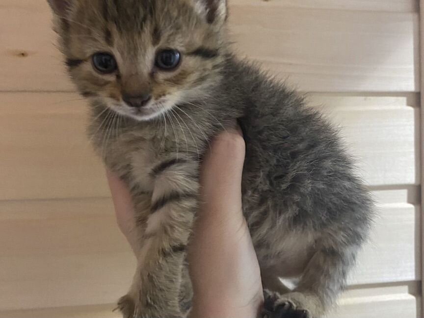 Котята - подкидыши