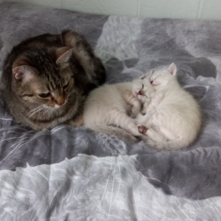 Сиамский котёнок