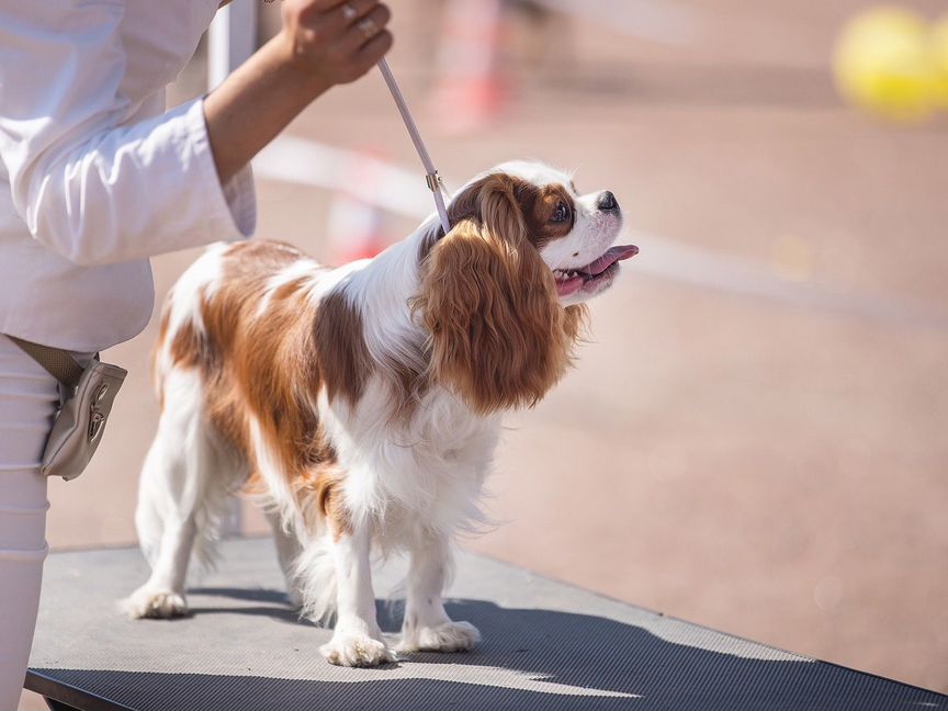 Кавалер кинг чарльз спаниель вязка