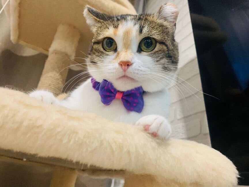 Кошка