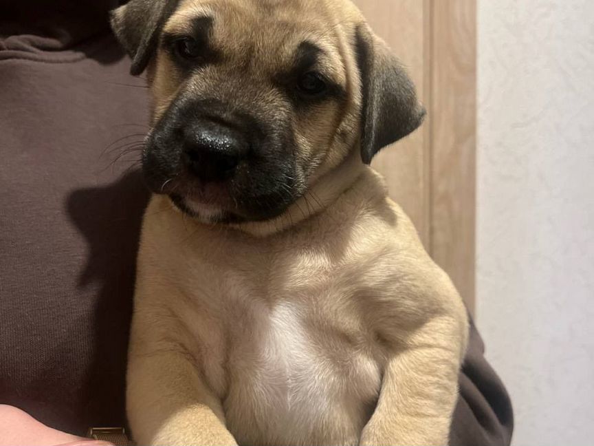 Американский стаффордширский терьер