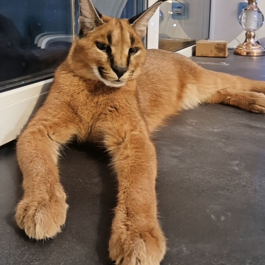 Каракет котёнок