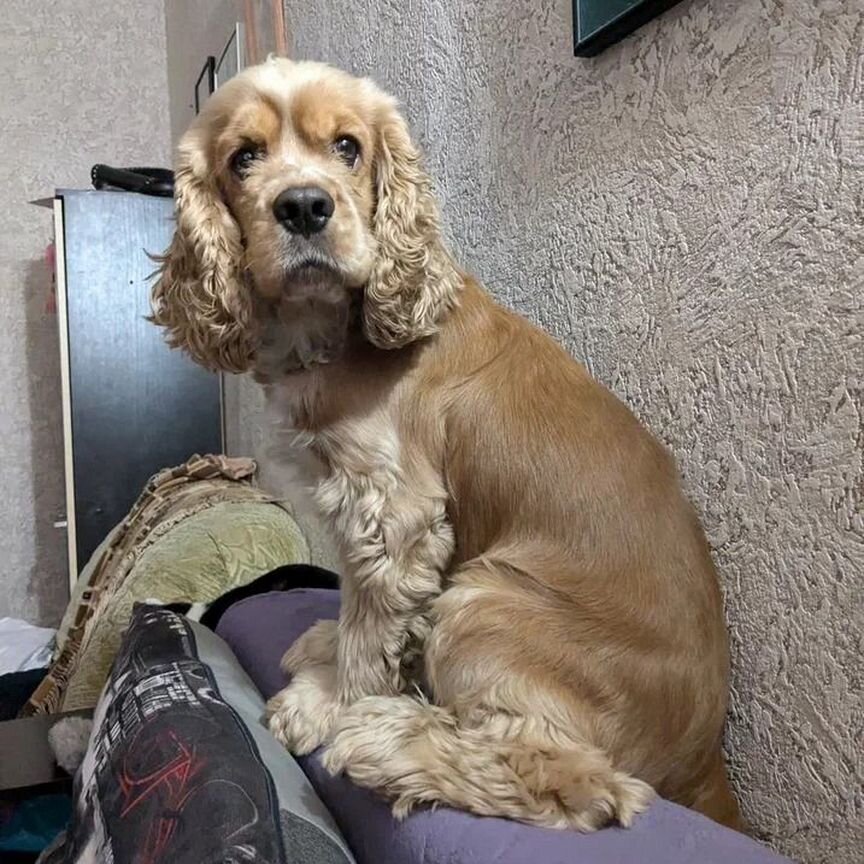 Случка собак