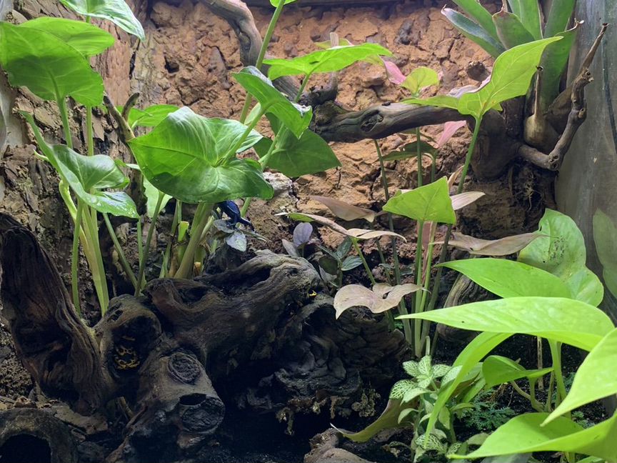 Террариум флорариум