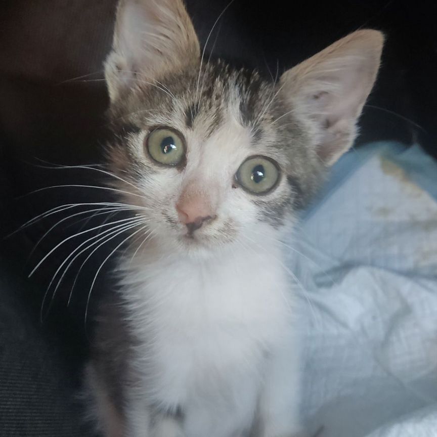 Котёнок Павла