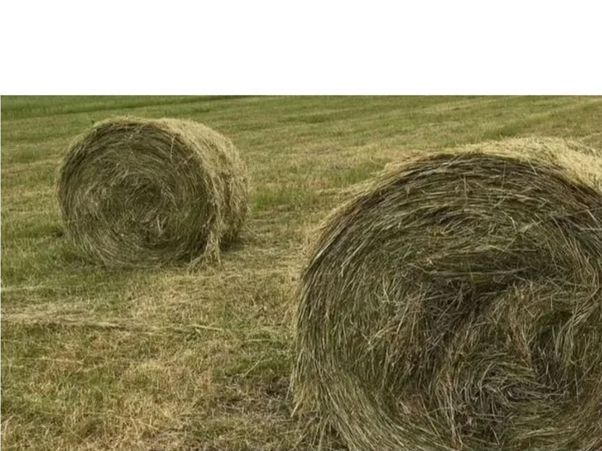 Продам сено в рулонах