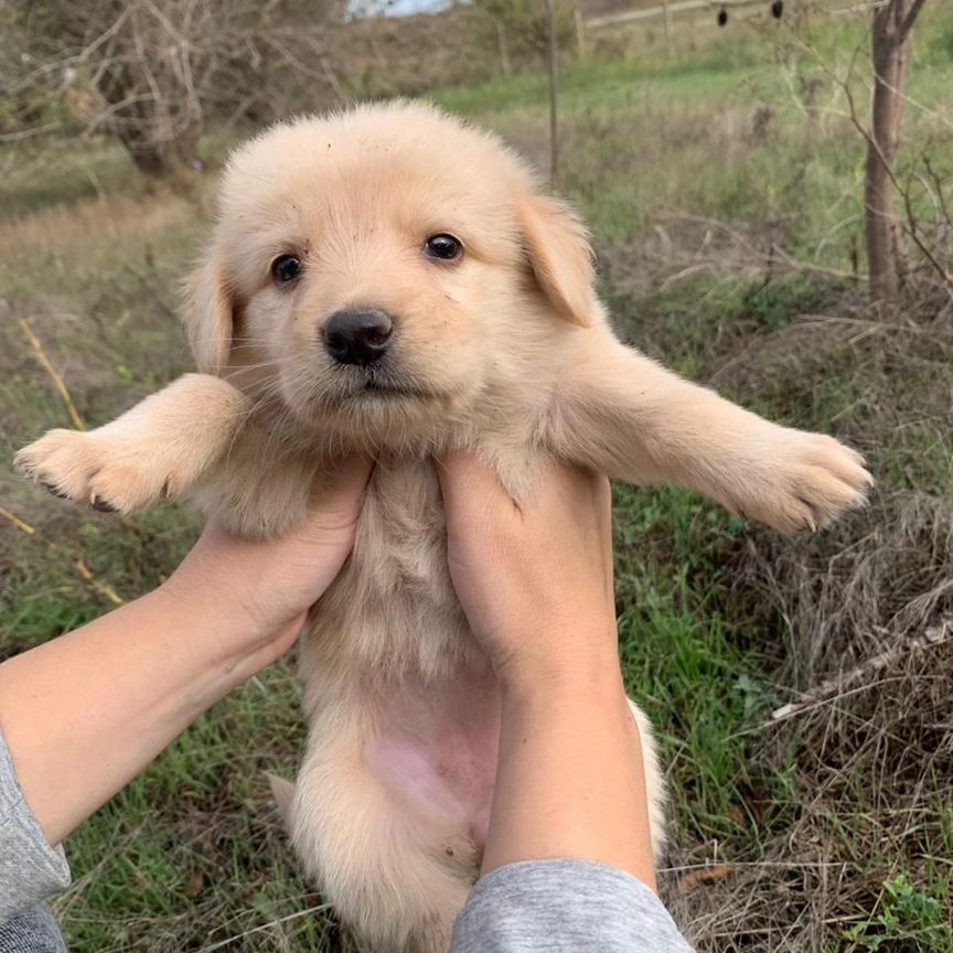 Щенки у дороги в поле