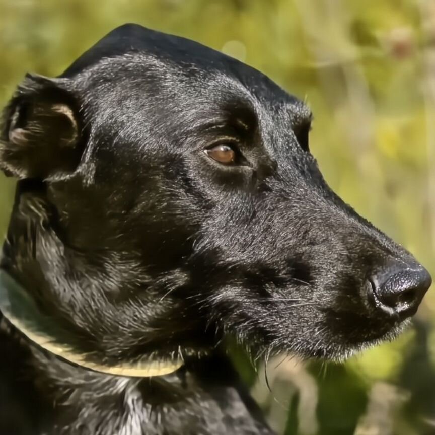 Взрослый пёс в добрые руки