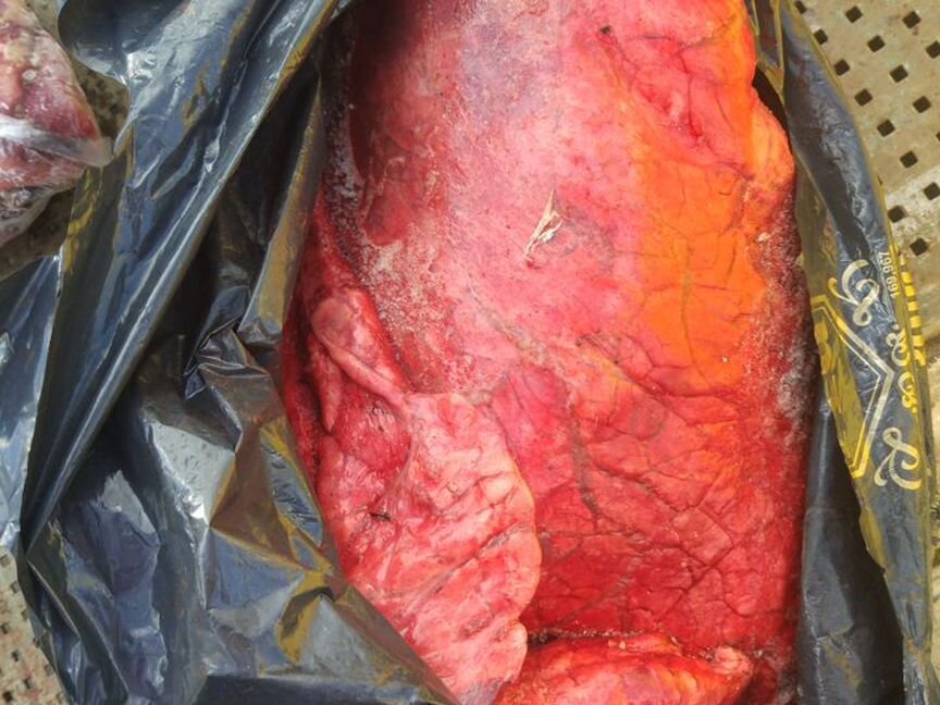 Легкое,печень,почки,вымя,трахея говяжьи для собак