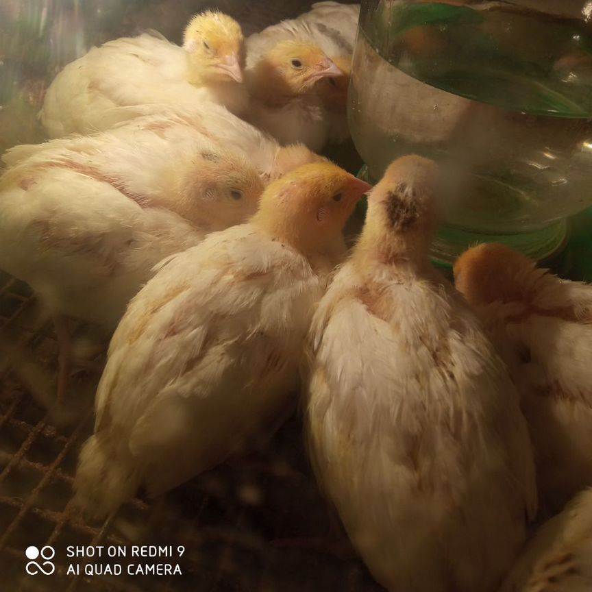 Птенцы перепелов 10 суток