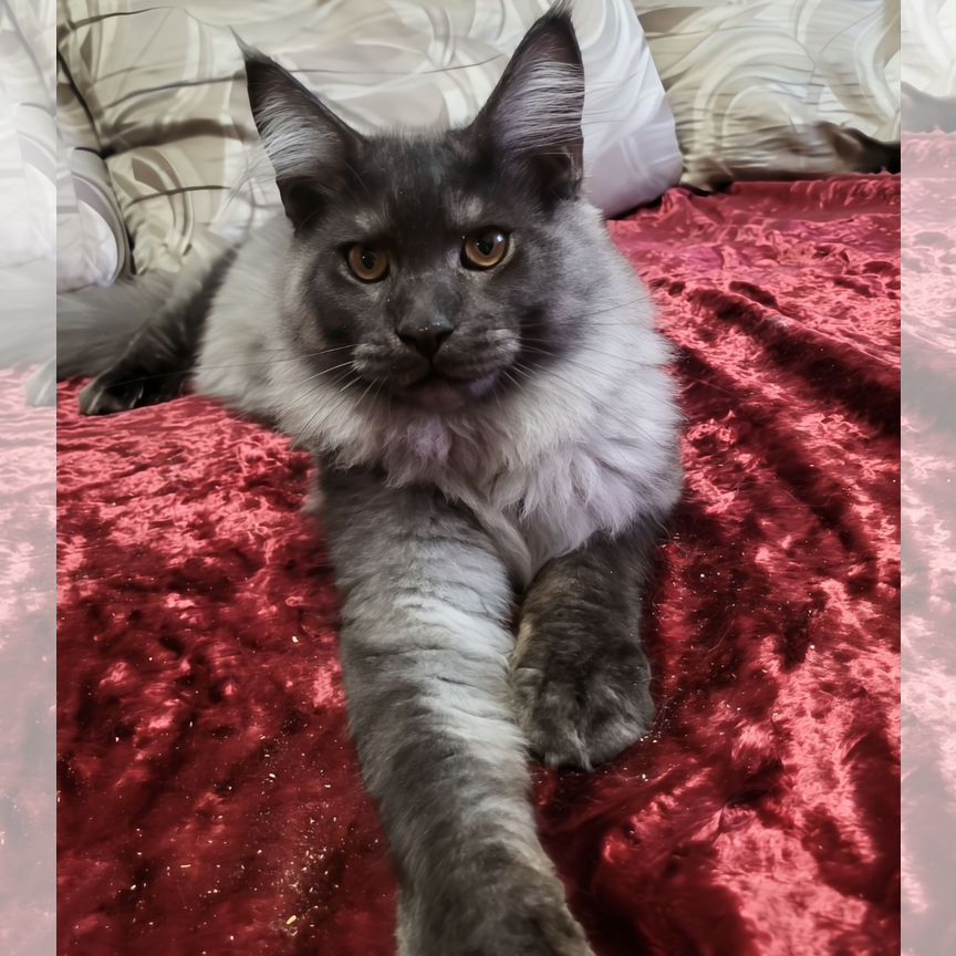 Мейн-кун котёнок