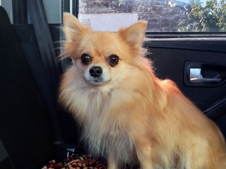 Немецкий шпиц