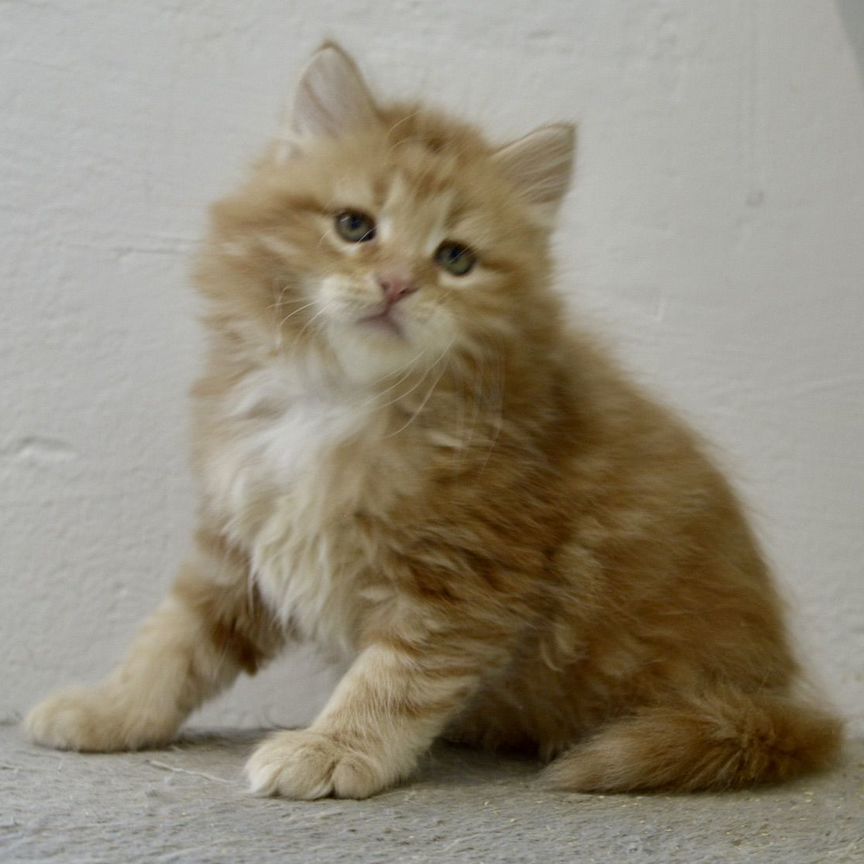 Сибирский котёнок