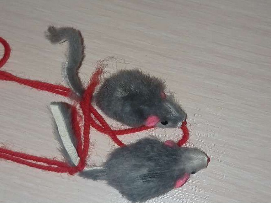 Кашачьи аксесуары