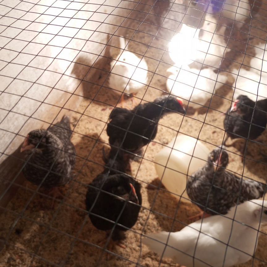 Цыплята несушки подрощеные