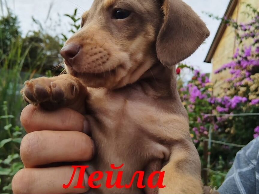 Таксёнок(метис) в добрые руки