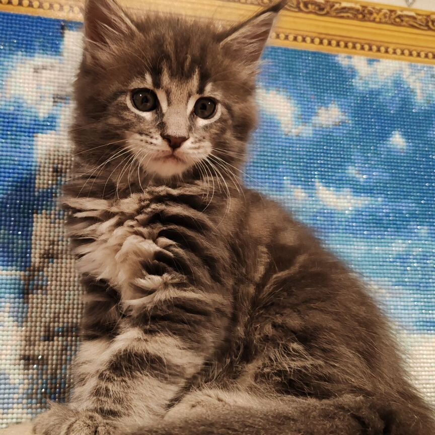 Мейн-кун котёнок