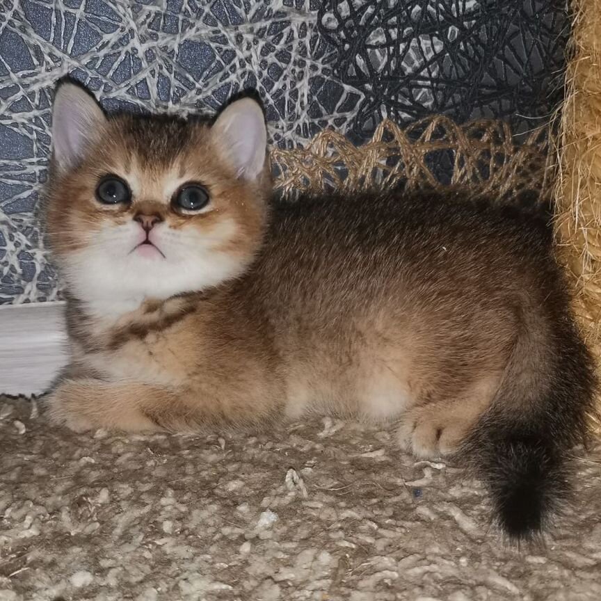 Шотландский золотой малыш