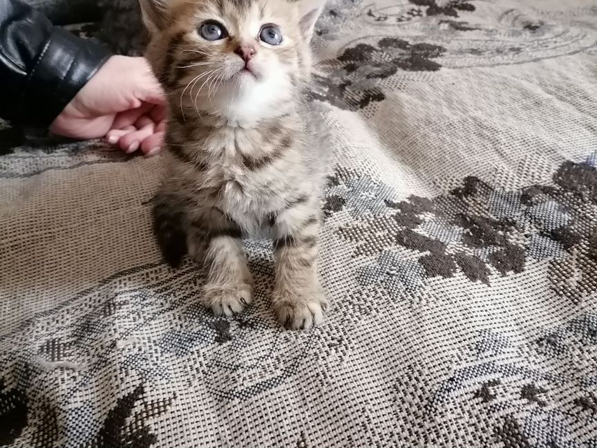 Котёнок