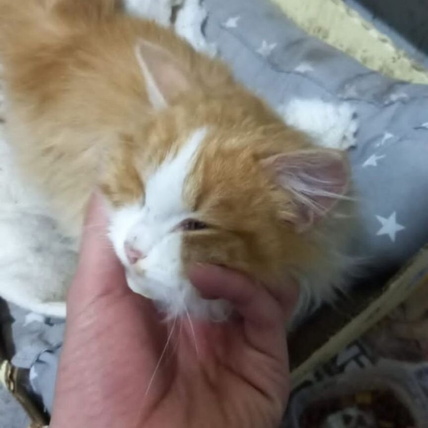 Котенок