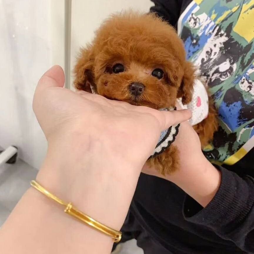 Мальтипу, щенок