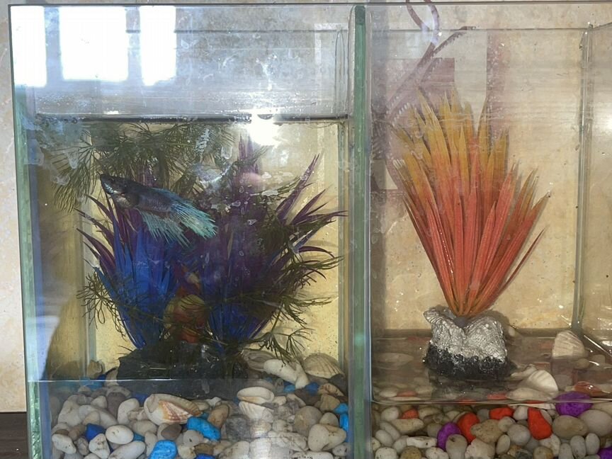 Аквариум с рыбкой