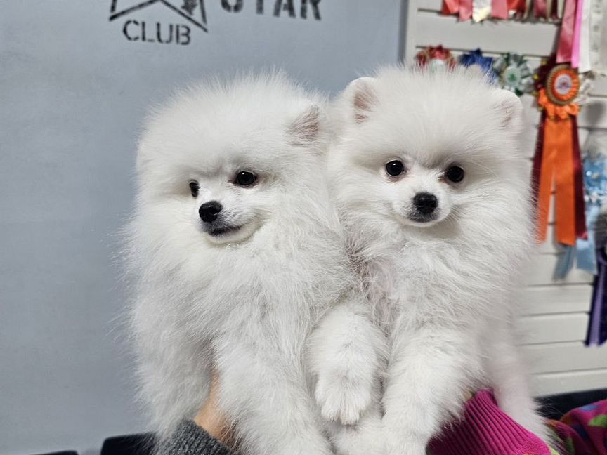 Щенки померанского шпица