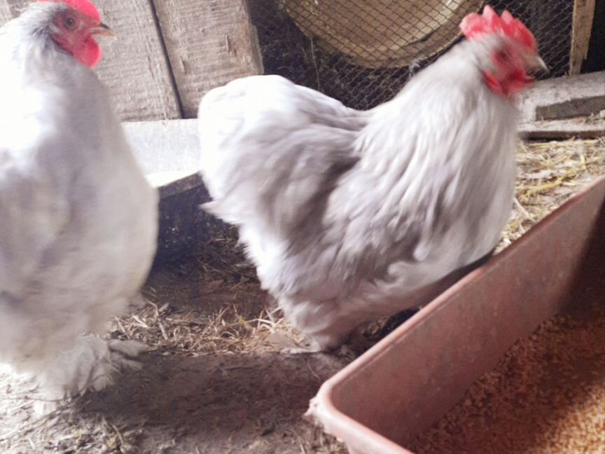 Петушок карликовый кохинхин