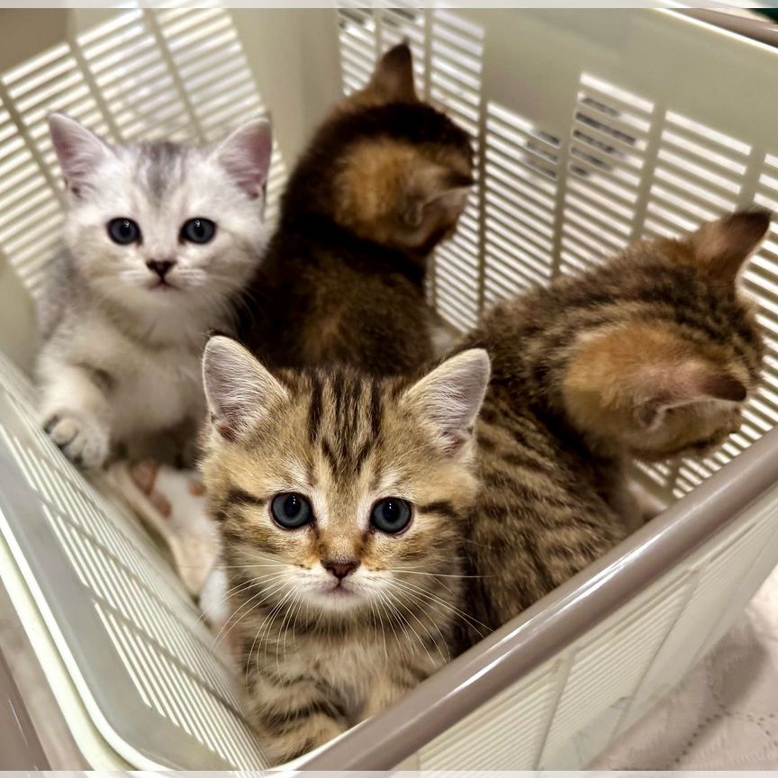 Шотландский вислоухий короткошёрстный котёнок