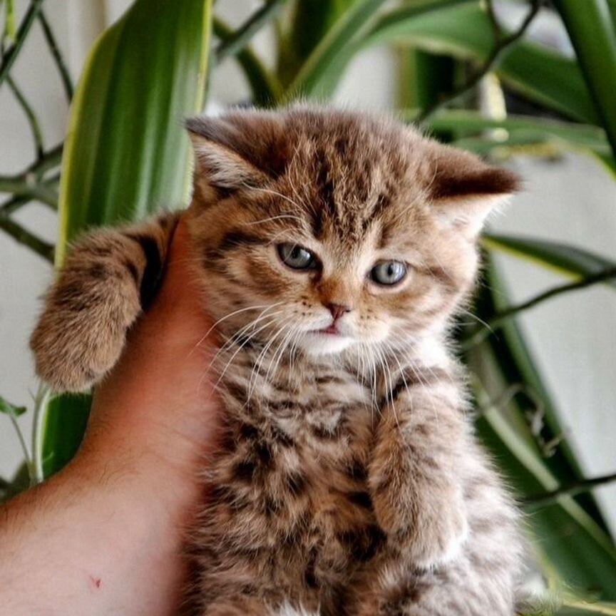 Британские котята