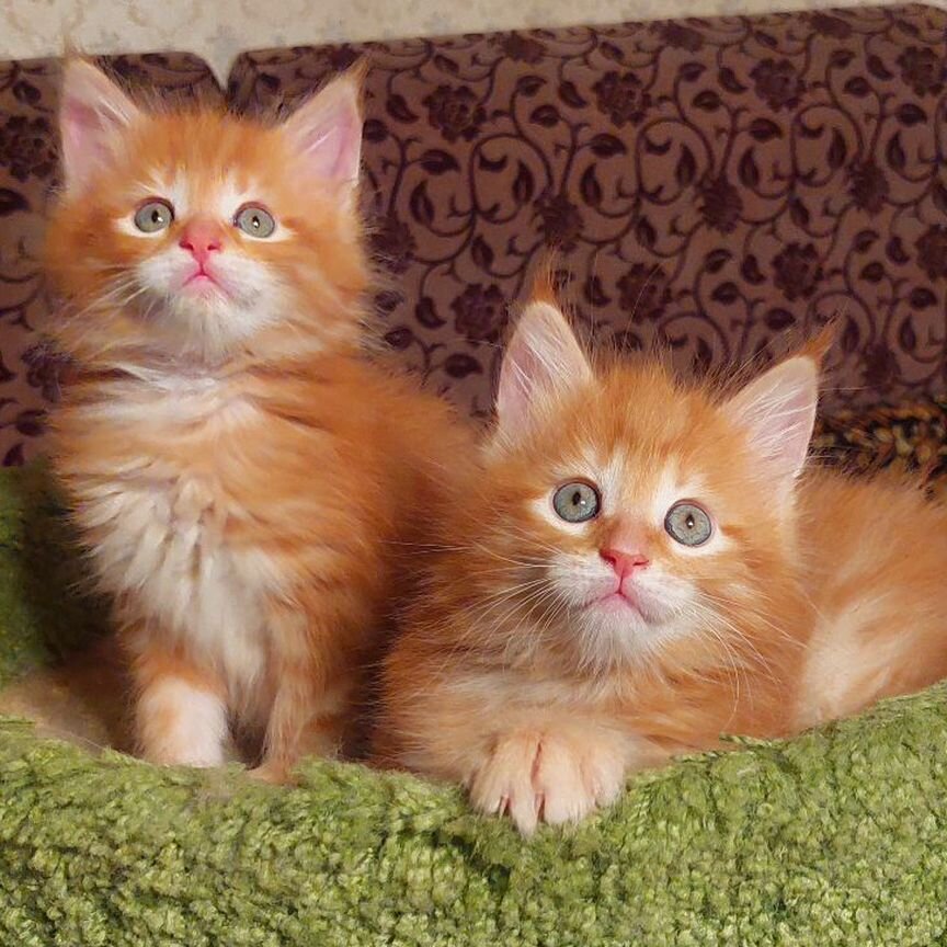 Мейн-кун котёнок