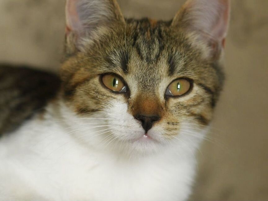 Красивая и ласковая трехцветка Рыся ищет семью