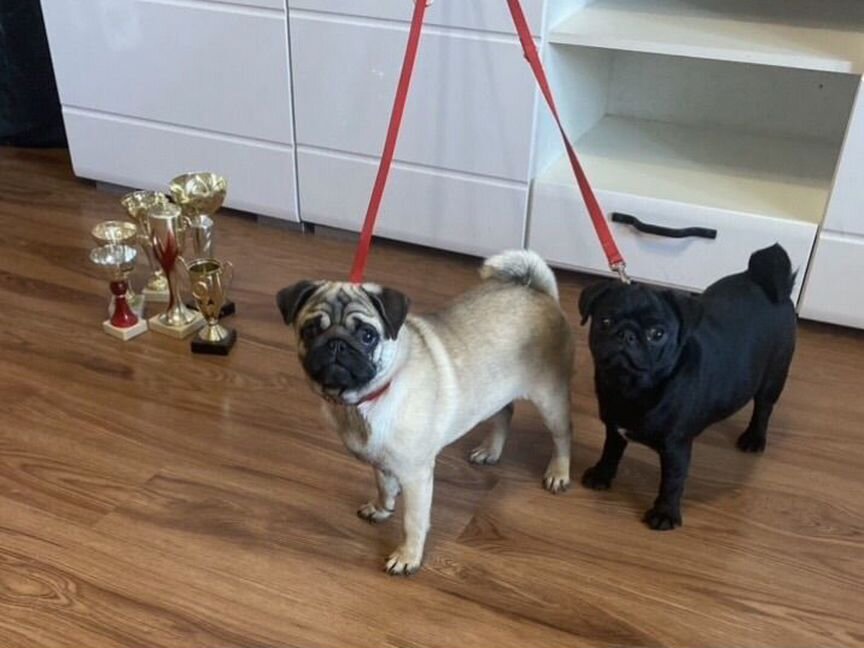 Мопс для души щеночки