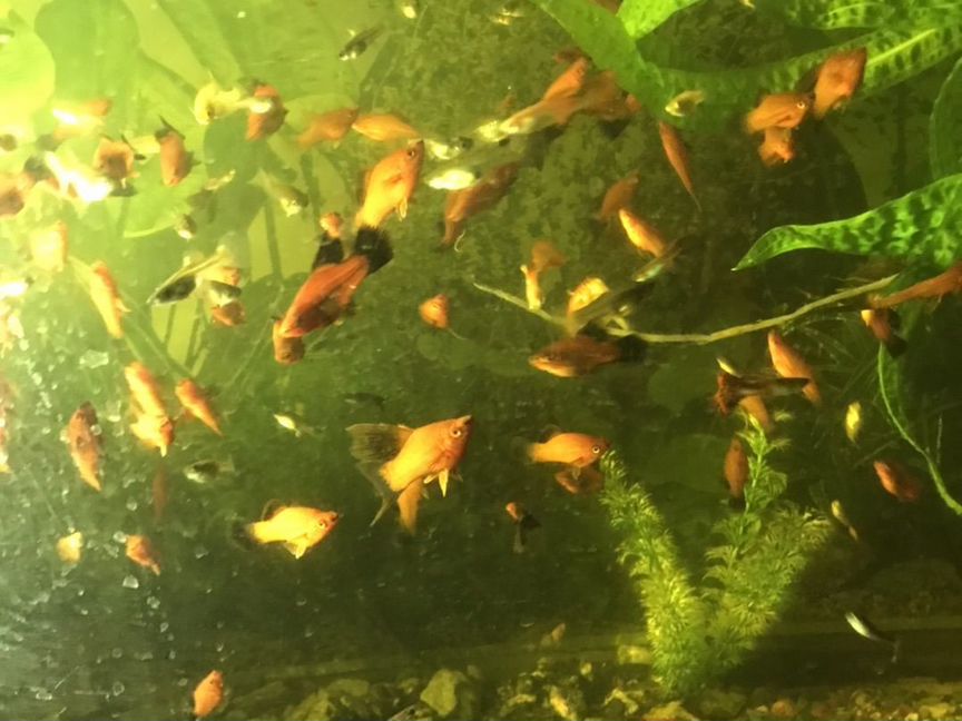 Аквариумные рыбки, меченосцы, гуппи