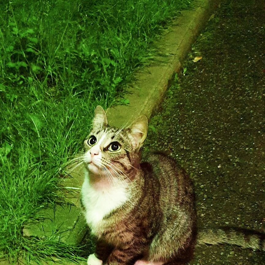 Кошка в добрые руки