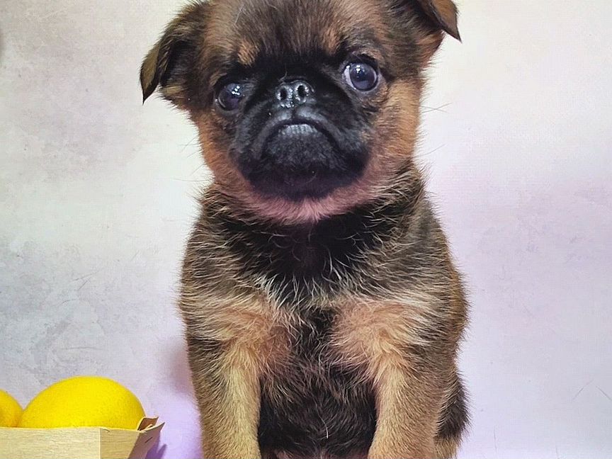 Щенки пти брабансона