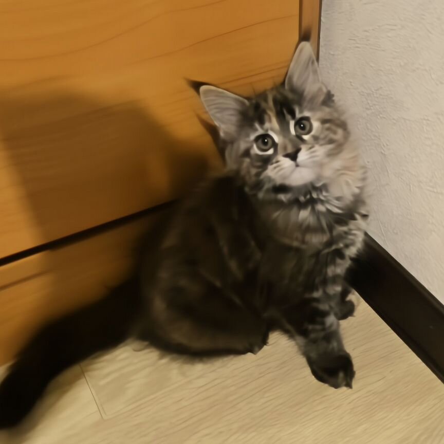 Мейн-кун котёнок