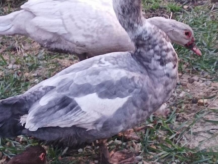 Мускусные утки