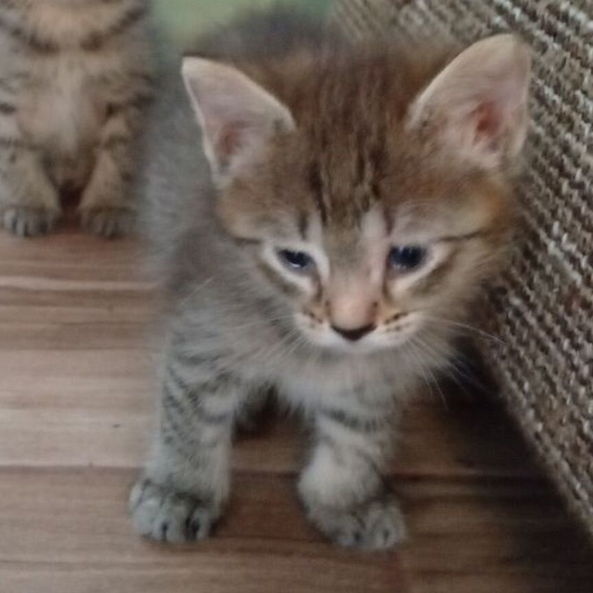 Отдам котят в хорошие руки