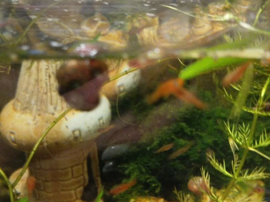 Набор для аквариума